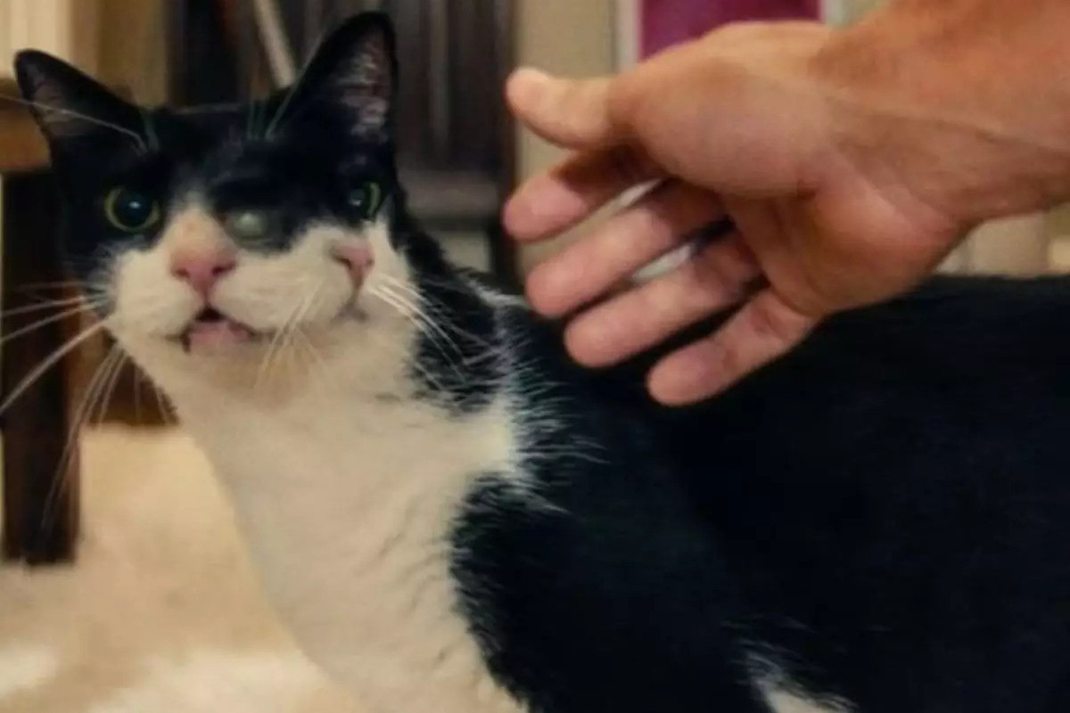 Gata de "O Agente Secreto" é premiada com o "Golde Beast" em festival ...