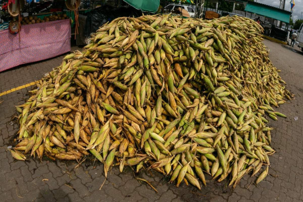 Pátio do Milho da Ceasa inicia plantão de vendas 24h nesta segunda (15 ...