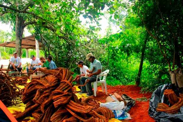 Santo Daime é a principal das religiões ayahuasqueiras | Ciência e ...