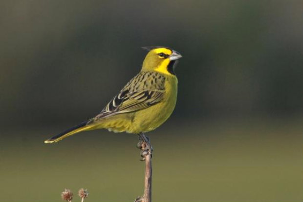 Considerado extinto, cardeal-amarelo é visto no Rio Grande do Sul após ...