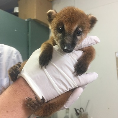 Filhote de quati e coruja-buraqueira são entregues à CPRH | Local ...