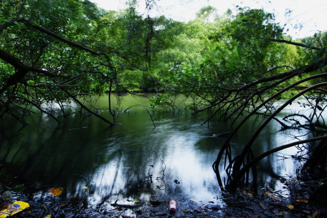 A relação do recifense com o manguezal da cidade | Local: Diario de ...