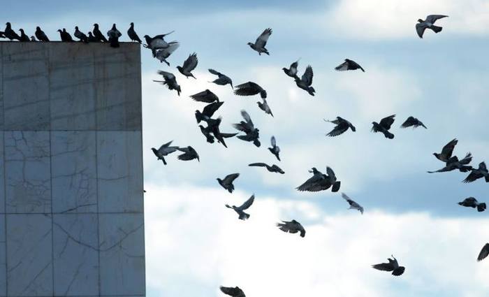 Primeiras aves tinham dentes, diz estudo | Ciência e Saúde: Diario de ...