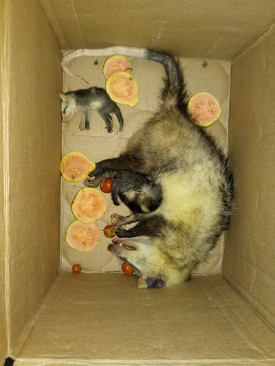 Filhotes de timbu são resgatados pelo Cipoma | Local: Diario de Pernambuco