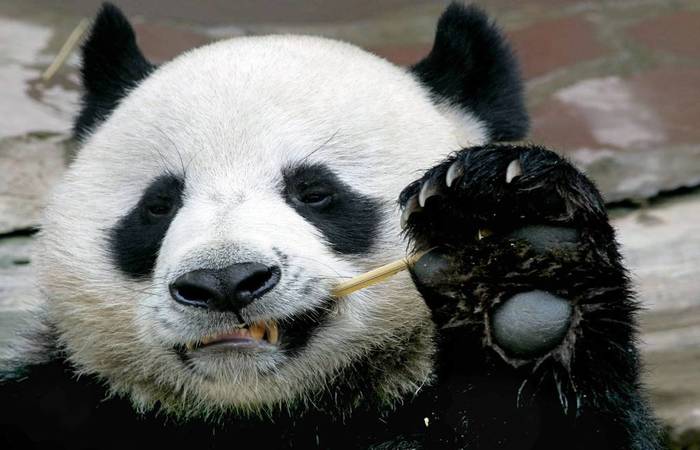 Panda gigante emprestado à Tailândia pela China morreu de ataque ...