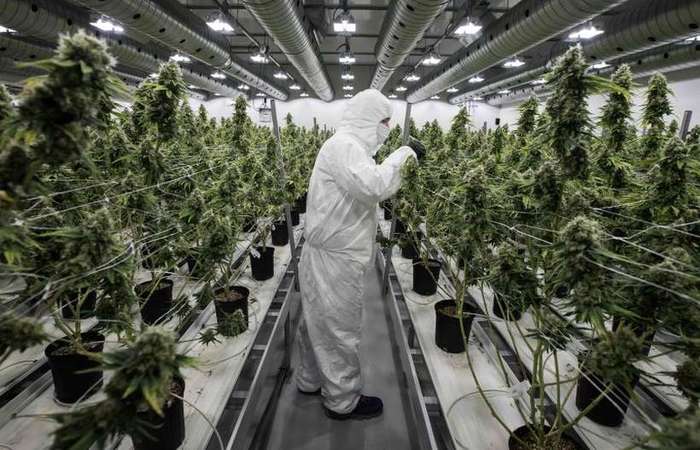 Anvisa Adia Votação Do Cultivo De Cannabis Para Fins Medicinais No