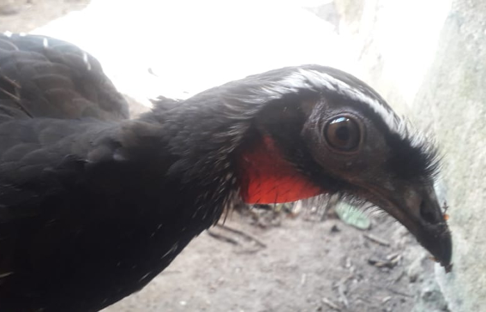 Ave ameaçada de extinção é vista passeando em parque de Serra Talhada ...