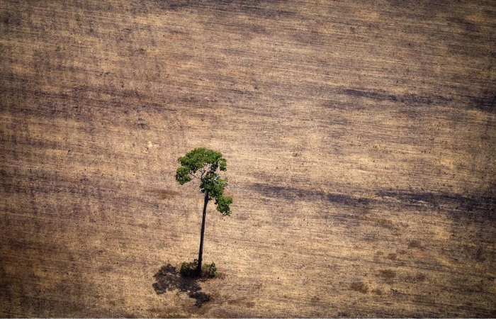 Desmatamento da Amazônia cresce 34% de agosto de 2019 a julho de 2020 ...
