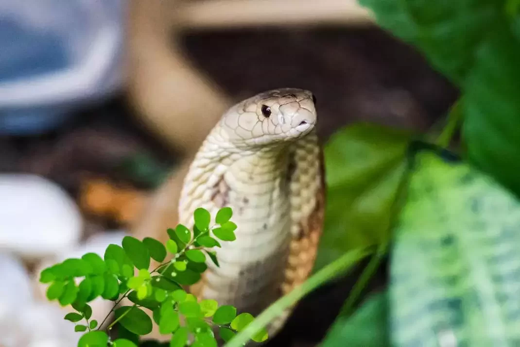 Naja está ambientada e pronta para ser estrela de museu em São Paulo ...