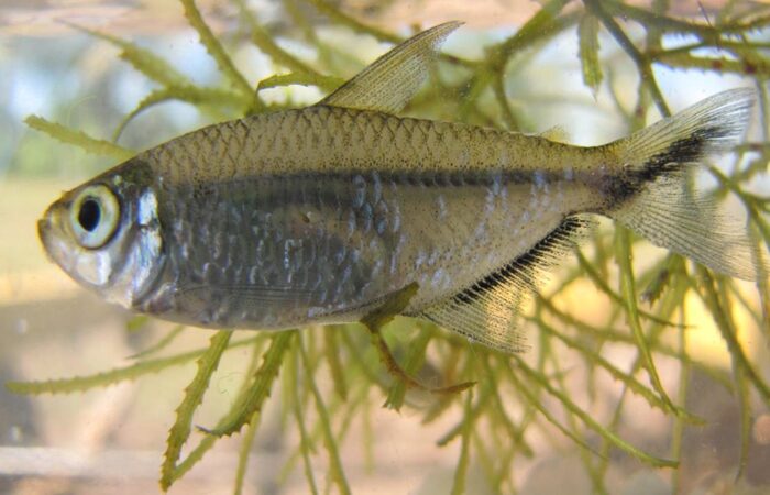 Espécie invasora é registrada na bacia do rio Paraíba do Norte após ...