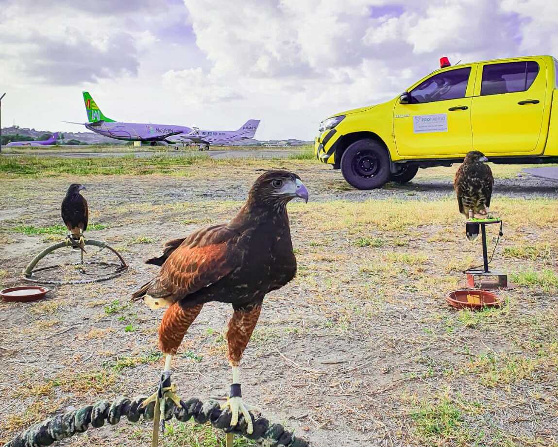 Aeroporto Do Recife Recebe Apoio De Aves De Rapina Na Equipe De Fauna Local Diario De Pernambuco