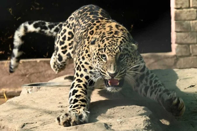 Leopardo de estimação foge e causa pânico na capital do Paquistão ...