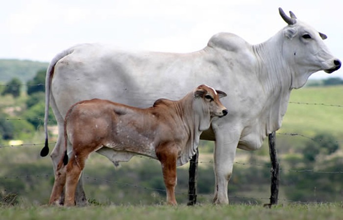 Sairé recebe leilão de Nelore neste sábado; expectativa de vendas ...