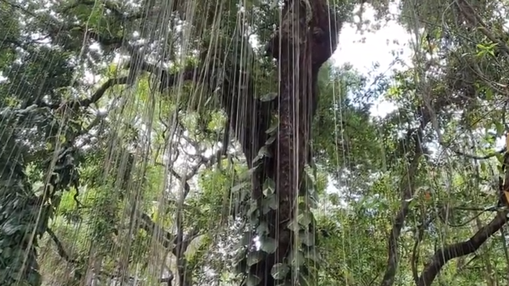 Cadastro Nacional de Unidades de Conservação é aprovado em Olinda ...