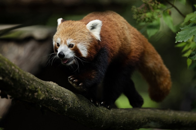 Dois pandas-vermelhos nascem em bioparque no norte da França | Mundo ... Dois pandas-vermelhos nascem em bioparque no norte da França | Mundo ...