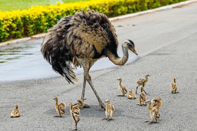 Lula posta foto com filhotes de emas e alfineta Bolsonaro | Política ...